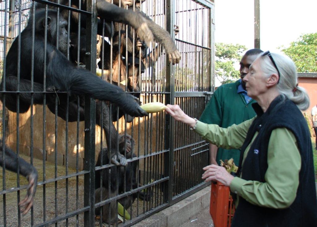 Chimpanzee Sanctuary and Wildlife Conservation Trust hand over to Dr ...