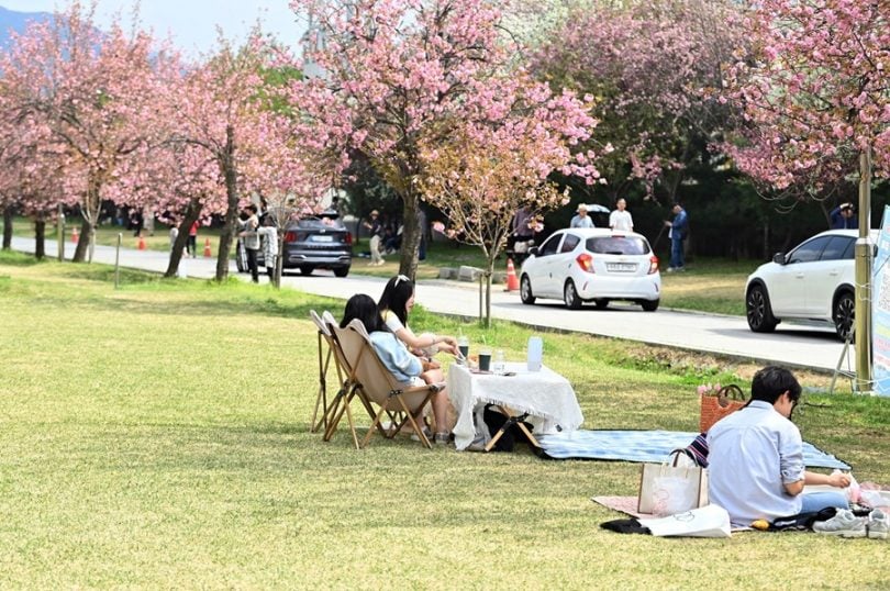 Hanam City Korea Welcomes Visitors to Enjoy Breathtaking Double Cherry ...
