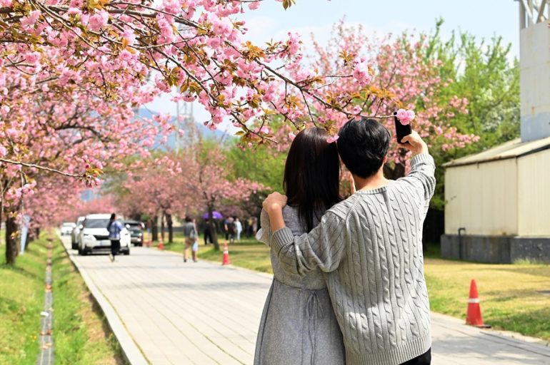 Hanam City Korea Welcomes Visitors to Enjoy Breathtaking Double Cherry ...