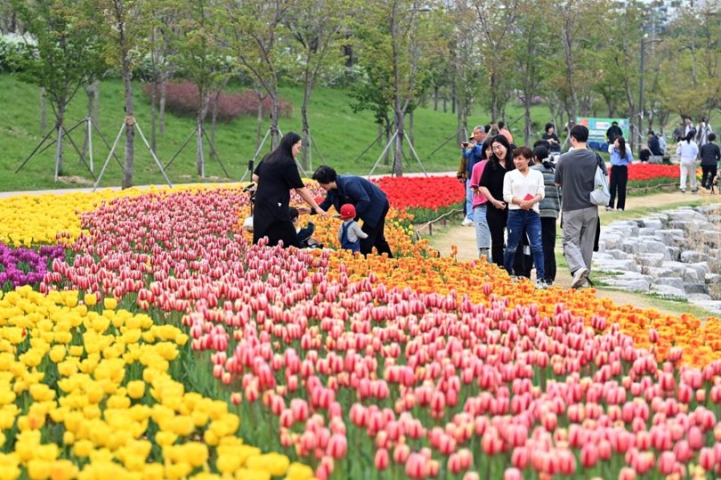 Hanam City Korea Welcomes Visitors to Enjoy Breathtaking Double Cherry ...